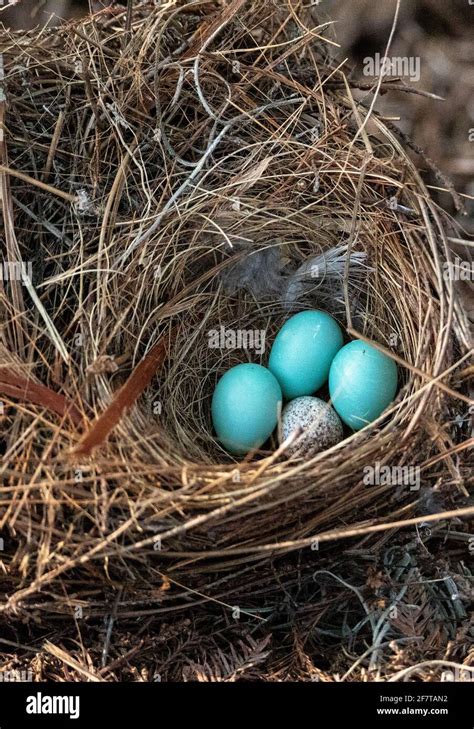 Blue Bird Eggs