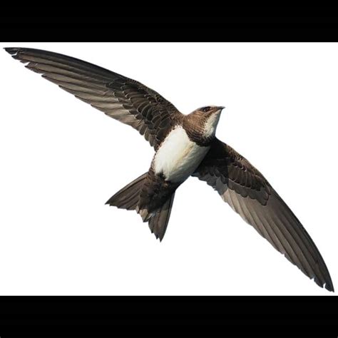 Alpine Swift Tachymarptis Melba Identification Birda