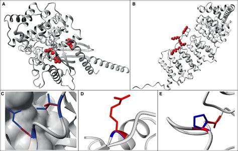 Examples Of Modeling Of Missense Mutations On 3d Protein Structures
