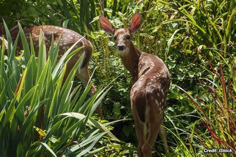 Wounds In Impala During Chemical Immobilization NexGen Pharmaceuticals