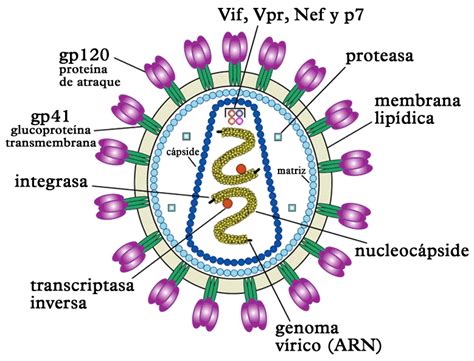 Virus De La Inmunodeficiencia Felina Lentivirus T Linfotrópico Felino