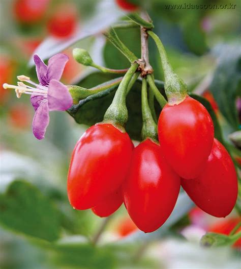 구기자 효능 8가지