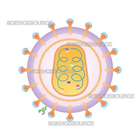 Diagram Of The Hiv Virus Vector Stock Vector