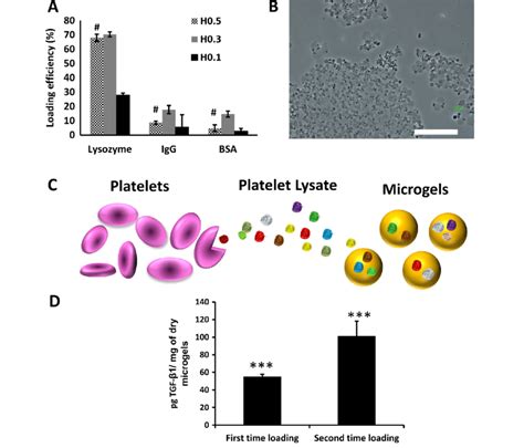 A Lysozyme Igg And Bsa Loading Capacity Of Ha Ta Microgels B Download Scientific Diagram