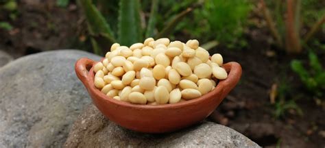 Chocho Protein Powder Benefits Nutrition Uses And Side Effects