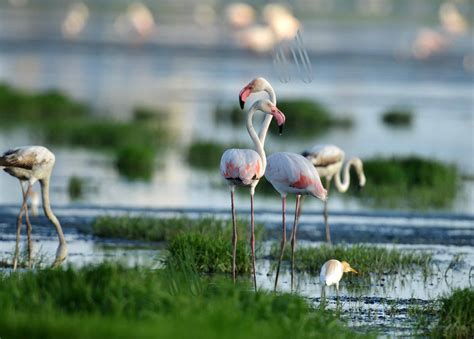 Pallikaranai Marsh Shaju John