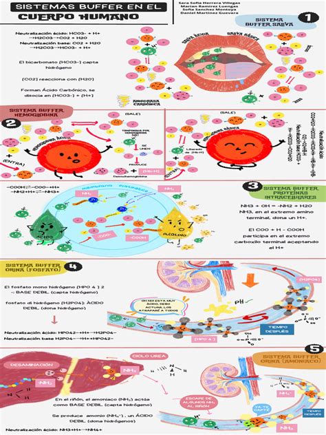 Sistemas Buffer En El Cuerpo Humano 1 2 Pdf