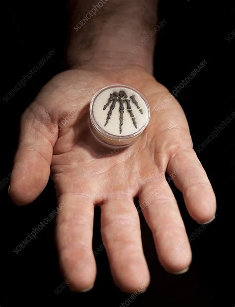 Fossil And Pentadactyl Limb Evolution Stock Image C028 9553 Science Photo Library