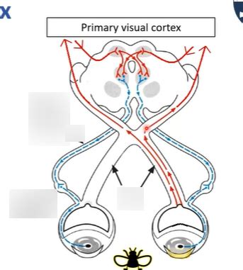 Visual Pathways Pt 2 Diagram Quizlet