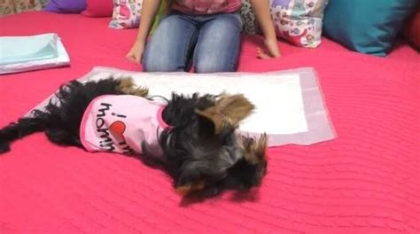 Как приучить собаку к пеленке Быстрый способ Учим щенка ходить на пеленку Смотреть онлайн в