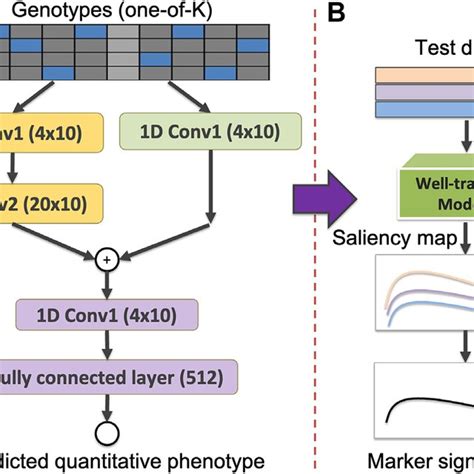 A Architecture Of Dual Stream Cnn Model The Genotypes Are One Hot Download Scientific