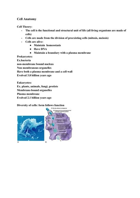 Bio Notes Cell Anatomy And Cell Cycle Bio BIO Stuvia US