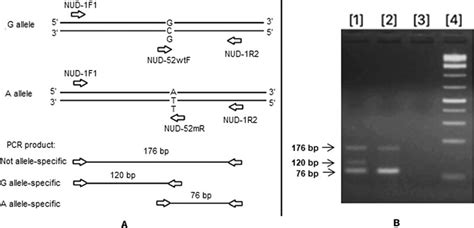 Genotyping Of Nudt15 C52g A Variant Schematic Illustration Of