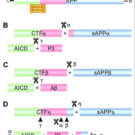 Proteolytic Processing Of App By The Secretases A Schematic Download Scientific Diagram