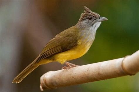 Kamu Penghobi Burung Kicau Berikut 5 Jenis Burung Kicau Yang Mudah