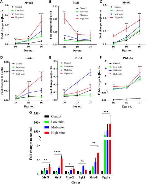 Expression Of Myogenic And Mitochondria Related Genes During Myogenic Download Scientific