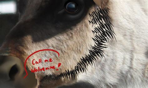 how to create a realistic reindeer with gradient mesh in adobe