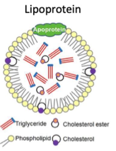 M4 Absorptive Phase Flashcards Quizlet