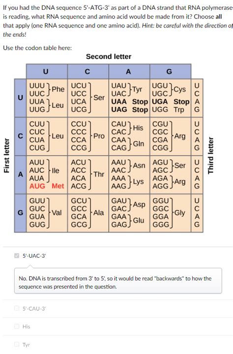 Solved If You Had The DNA Sequence ATG As Part Of A Chegg