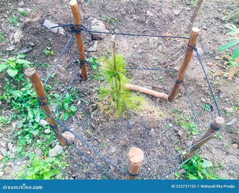 Protector For Trees Stock Image Image Of Floral Natural