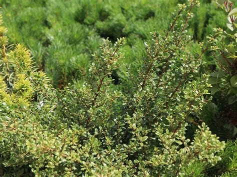 Ilex Private Ilex By – Telegraph