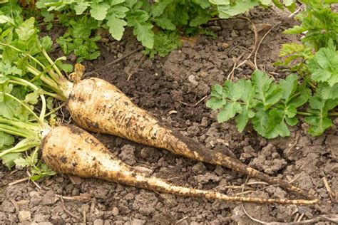 How To Grow Parsnips From Seed Gardeners Path