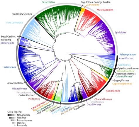 Fig S7 Global Phylogeny For Birds Overview Of The Global Avian Download Scientific Diagram