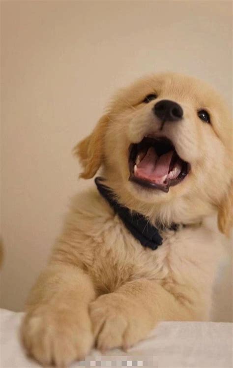 Dare To Love Dare To Hate The Brave Journey Of Pet Dogs Happy Dog