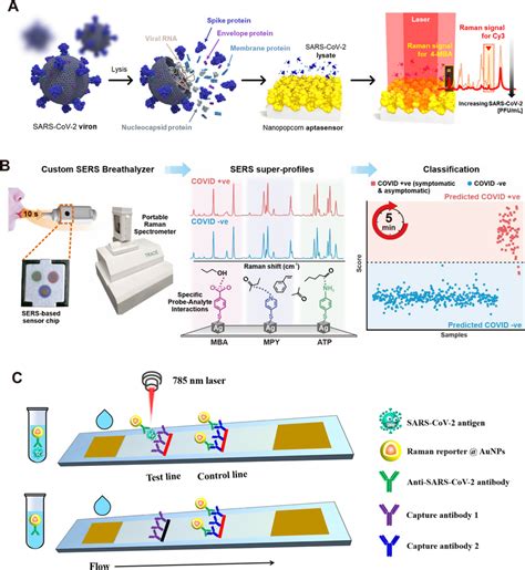Label Sers For The Detection Of Sars Cov 2 A Schematic Illustration Of Download Scientific