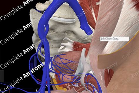 Vesical Venous Plexus Complete Anatomy Vesical Venous Plexus Complete Anatomy