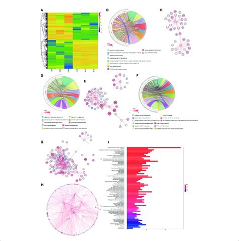 Cd248 Promotes The Role Of Cafs In The Tme A Hierarchical