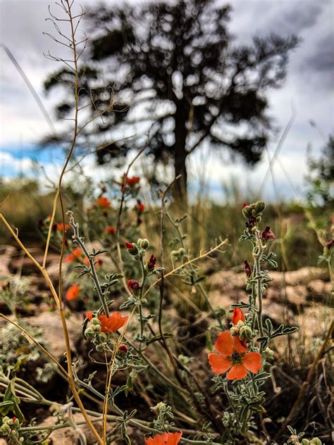 What Is The Most Beautiful Desert Flower At Tayla Bugnion Blog