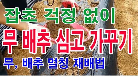 잡초 걱정없이 무 재배 배추 재배 김장 무 김장 배추 멀칭비닐 재배 무우 배추 심는 시기 무 씨앗 파종법 배추 씨앗 파종법 배추 심는 간격 배추 병충해 등