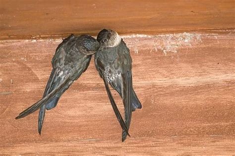 Philippine Swiftlet Prints