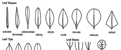 Leaf Shapes Recognise Plants
