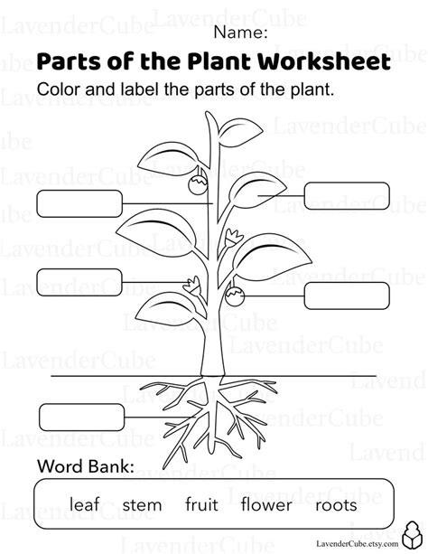 Parts Of The Plant Coloring Worksheet Plant Diagram Homeschool
