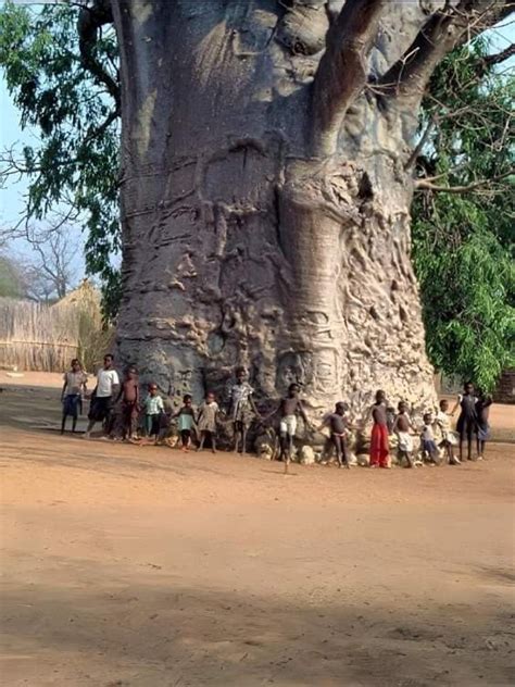 Best 13 Cultiver Un Petit Baobab En Pot Artofit