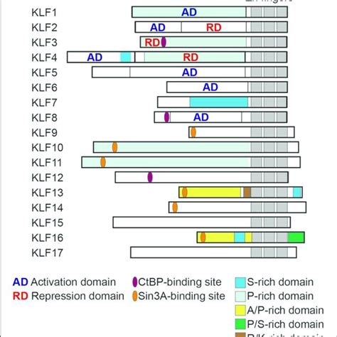 Klf4 as part of a transcriptional regulatory circuit for somatic cell ...