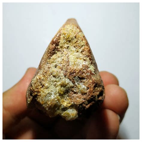 Small Spinosaurid Premaxilla Jaw Fragment Fossil Id The Fossil Forum