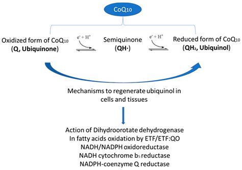 Coq10 And Sperm Health An Evidenced Based Review Tqpdl