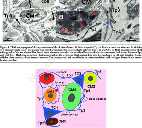 A Schematic Diagram Of Structural Relationships Between Telocytes Tc