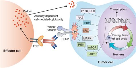 Trastuzumab Structure