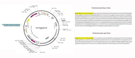 Pembrolizumab Biosimilar Antibody Bicell Scientific®