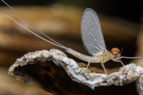 Mayflies Images Browse Stock Photos Vectors And Video Adobe Stock