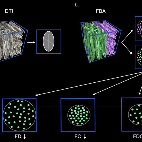 Fixel Based Analyses Figure 1 Illustrates The Top Row A Diffusion