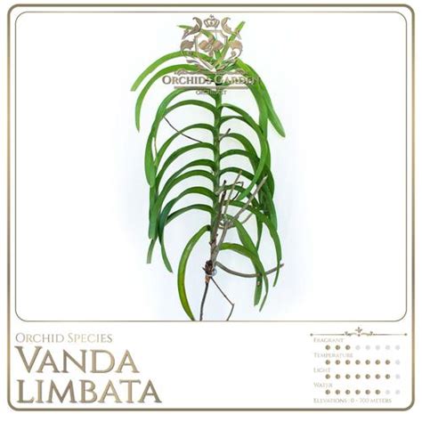 Jual Orchidsgarden Vanda Limbata Anggrek Spesies Species Orchid Sp Dewasa Ukuran Xl Kota