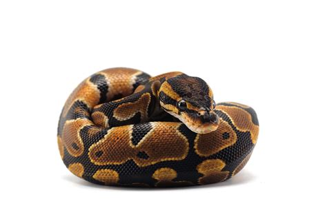 Everything You Need To Know About The Lifespan Of Ball Pythons How Long Do They Live Exotic
