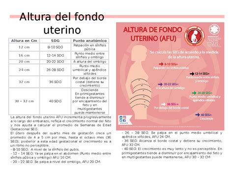 Que Es El Fondo Uterino Actividades Básicas Durante La Atención