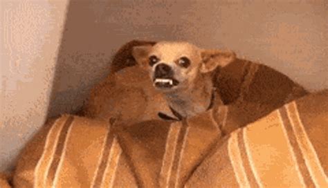 Why Are Chihuahuas Angry