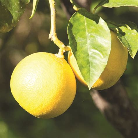 Isobionics Natural Beta Bisabolene 90 Perfumer And Flavorist